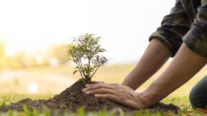 Root Resilience: Ensuring Strong Tree Foundations